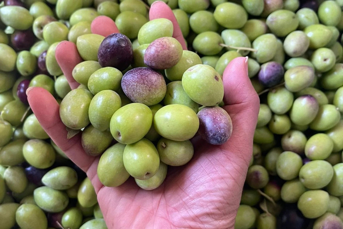 Unveiling the Golden Elixir: What Is So Special About Moroccan Olive O ...